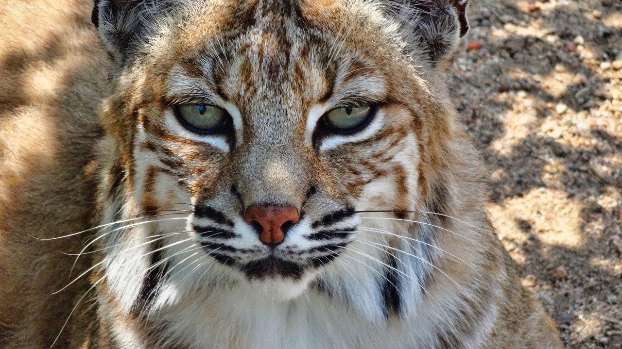 50+ Interesting Facts About Bobcats (No Fluff)