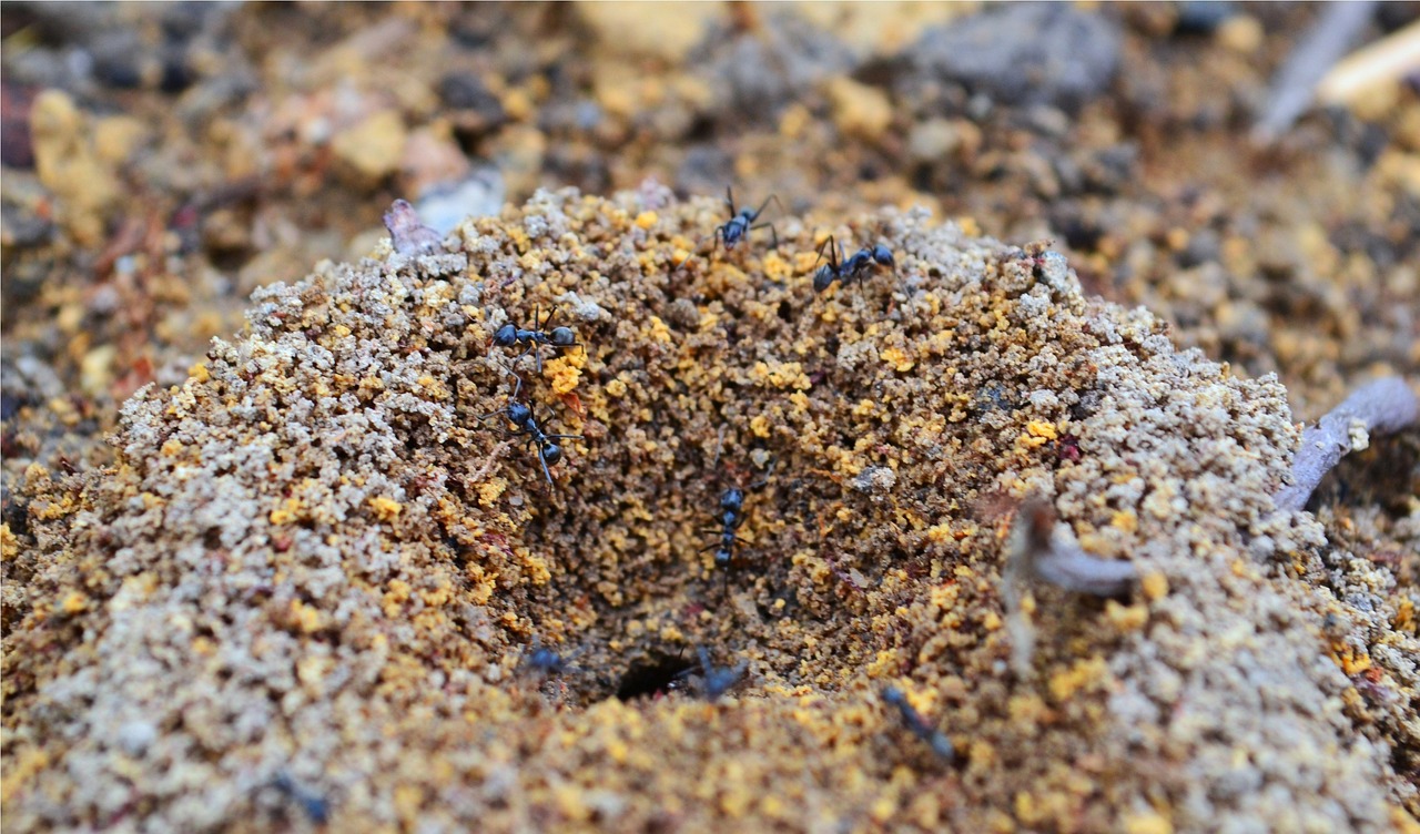 Fun And Fascinating Facts About Ants (The Best 60)