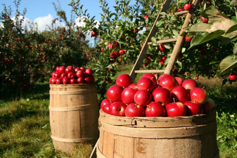 The Best 63 Interesting Facts About Apples: Nature’s Delight
