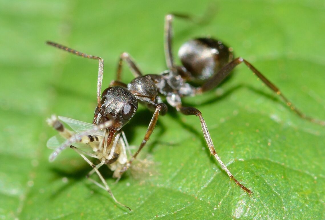Fun And Fascinating Facts About Ants (The Best 60)