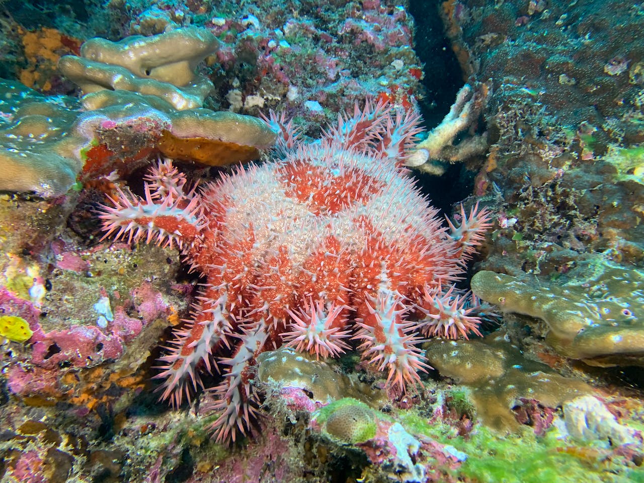 Genuine Plus Awesome Fun Facts About Starfish (The Best 20)