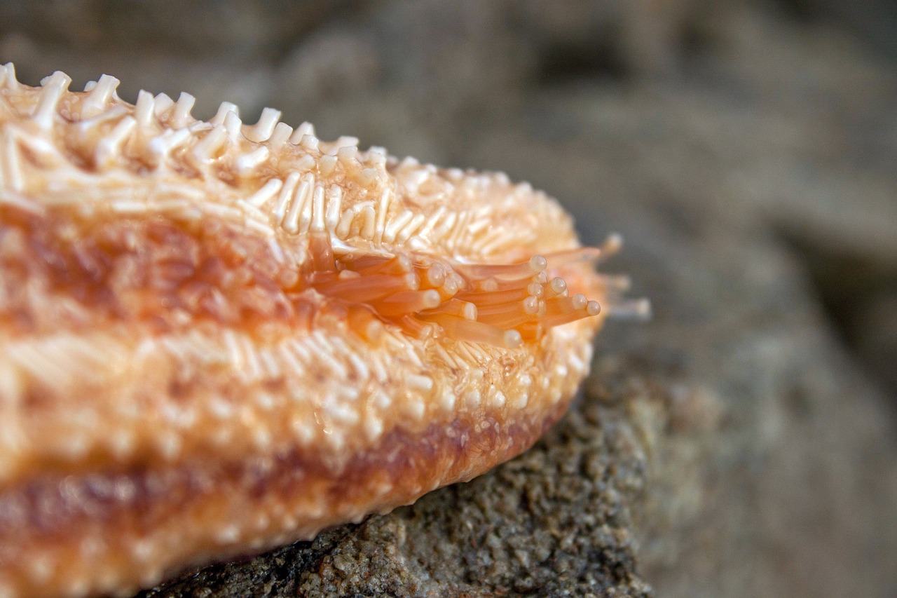 Genuine Plus Awesome Fun Facts About Starfish (The Best 20)