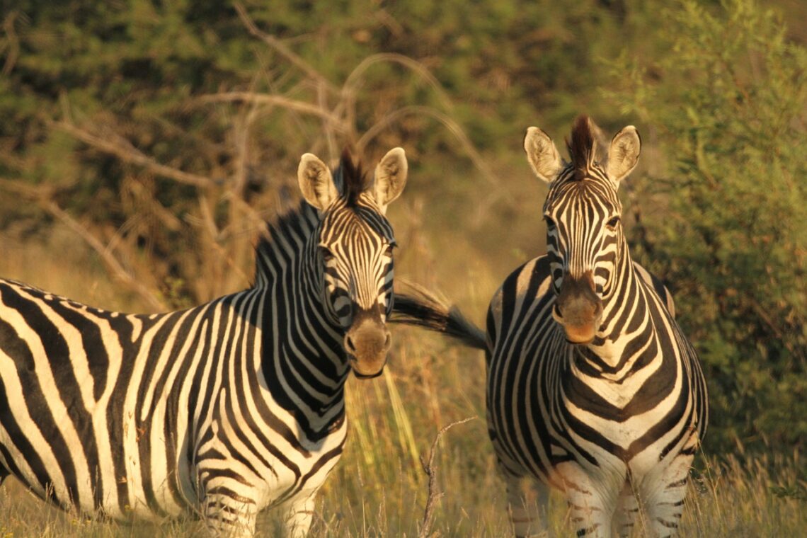 The Best 17 Facts About Zebras (Mysteries Unveiled)
