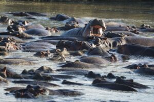 83 Interesting Facts About Hippos: (The Best Guide)