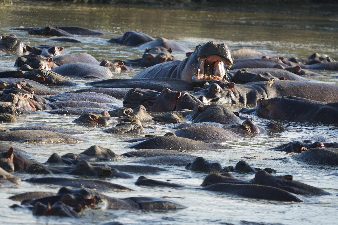 83 Interesting Facts About Hippos: (The Best Guide)