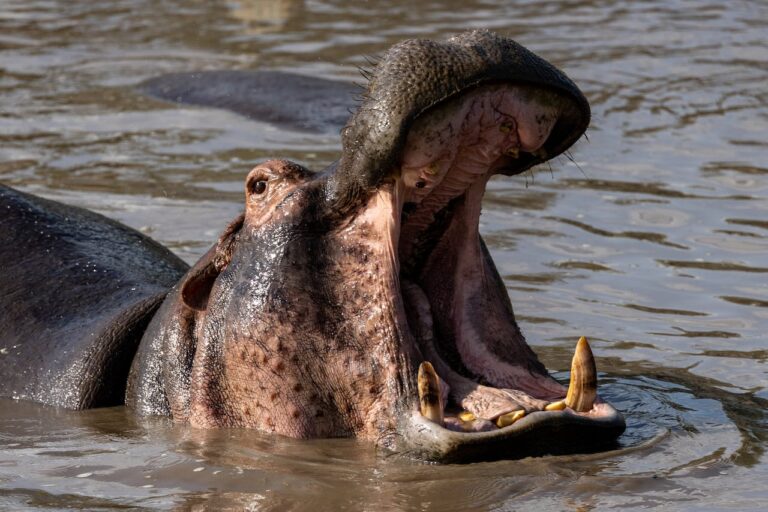 83 Interesting Facts About Hippos: (The Best Guide)