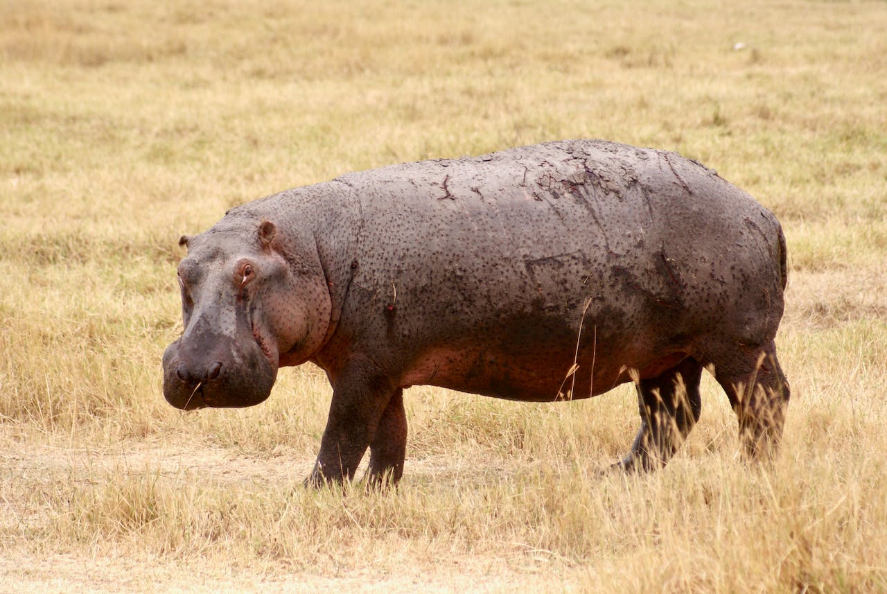 83 Interesting Facts About Hippos: (The Best Guide)