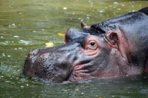 83 Interesting Facts About Hippos: (The Best Guide)