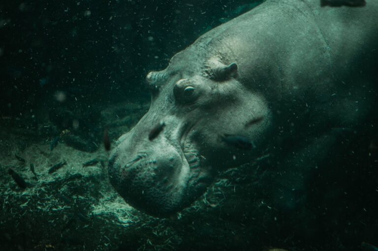 83 Interesting Facts About Hippos: (The Best Guide)