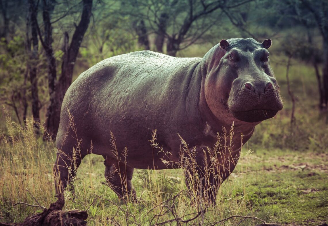 83 Interesting Facts About Hippos: (The Best Guide)