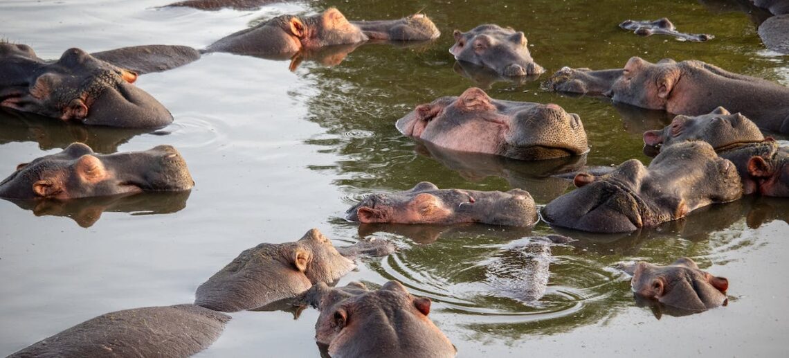 83 Interesting Facts About Hippos: (The Best Guide)