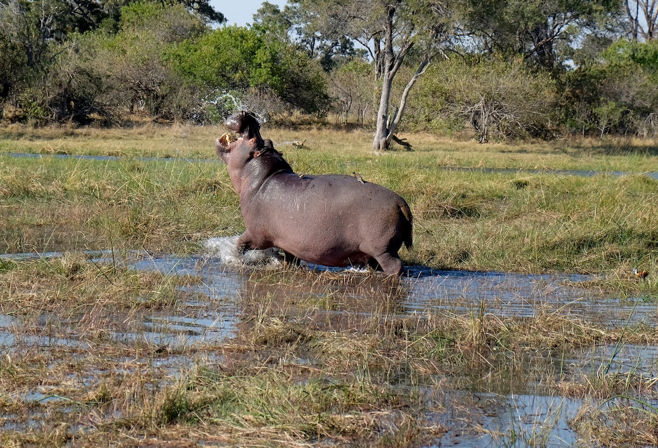 83 Interesting Facts About Hippos: (The Best Guide)