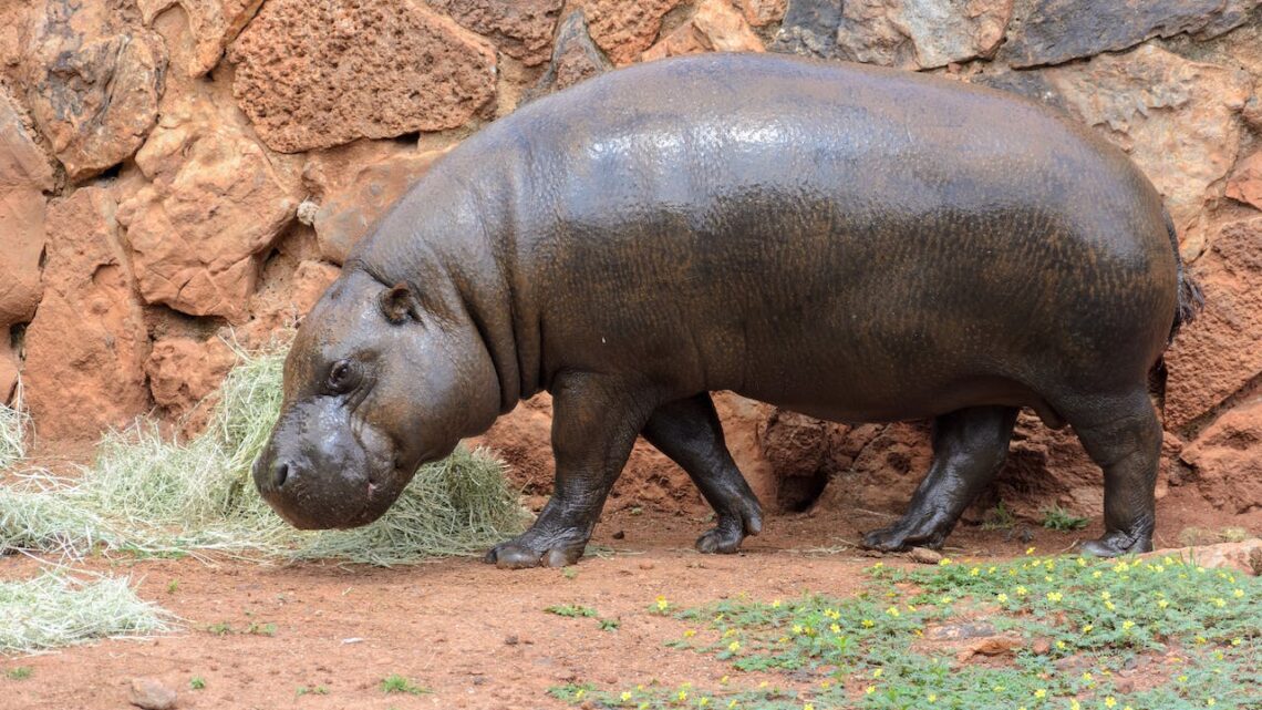 83 Interesting Facts About Hippos: (The Best Guide)