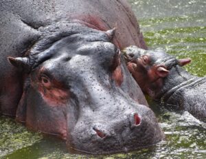 83 Interesting Facts About Hippos: (The Best Guide)