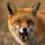 The Best 17 Facts About Red Fox: Secrets of Vulpes vulpes