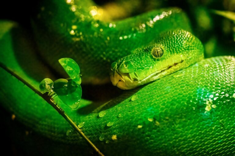Interesting Facts About Snakes (The Best 50)