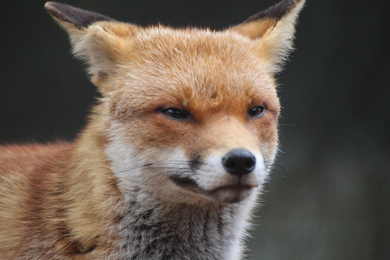 The Best 17 Facts About Red Fox: Secrets of Vulpes vulpes