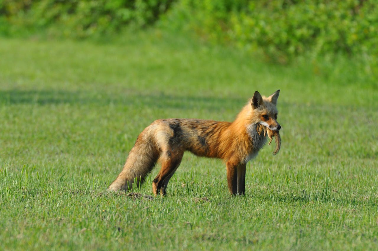 The Best 17 Facts About Red Fox: Secrets of Vulpes vulpes
