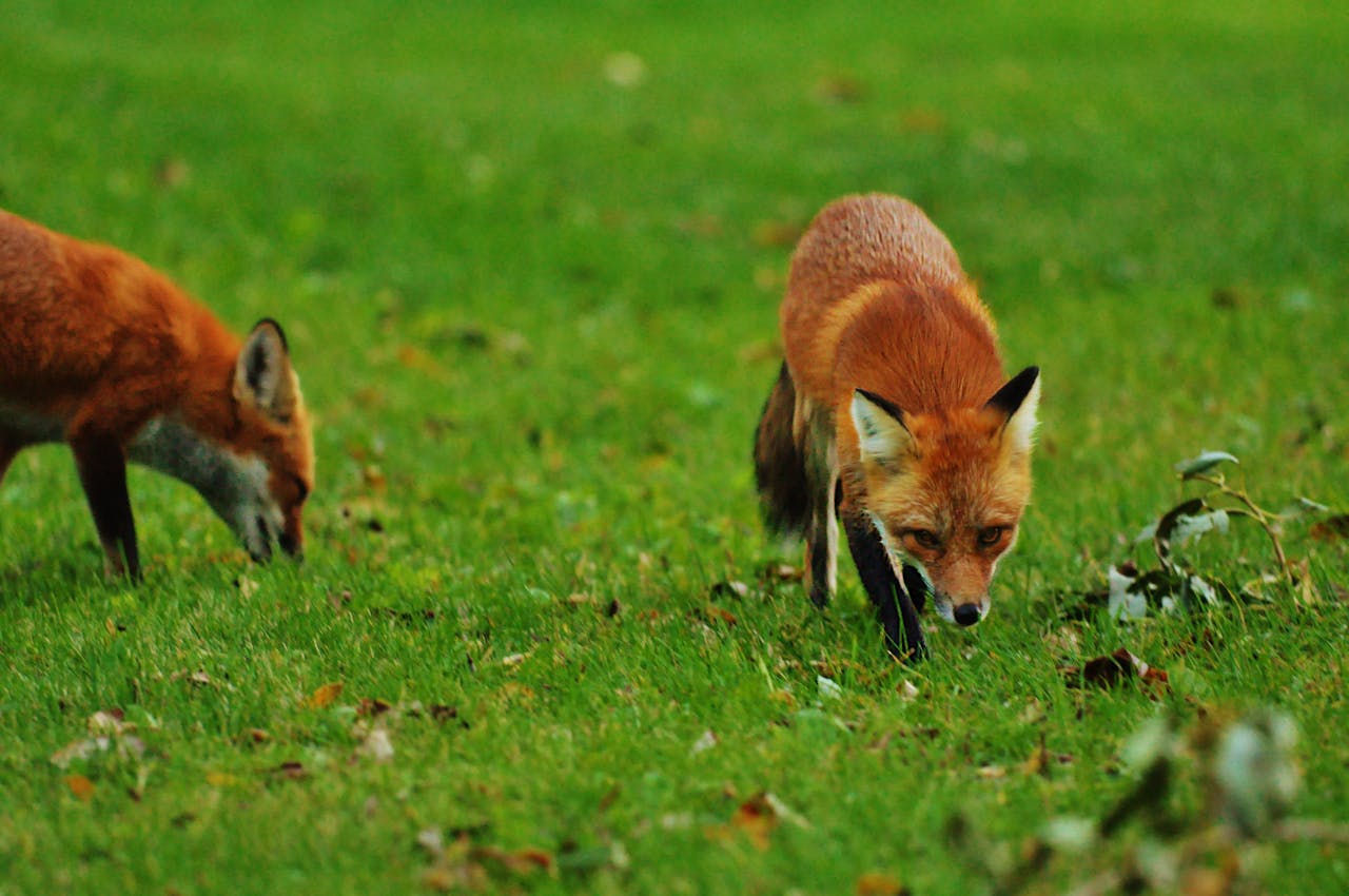 The Best 17 Facts About Red Fox: Secrets of Vulpes vulpes