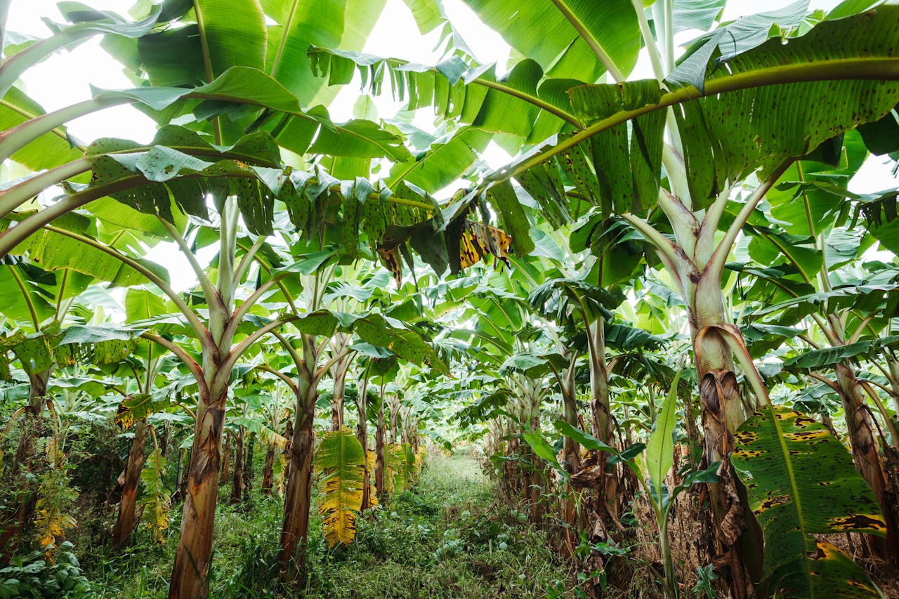 Fascinating Facts About Bananas (The Best 42)