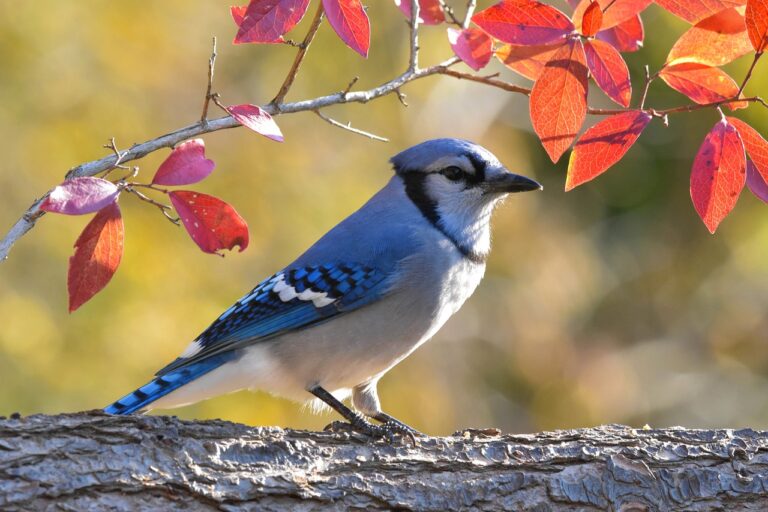 24 Fun Facts About Blue Jays: The Wise Bird of North America