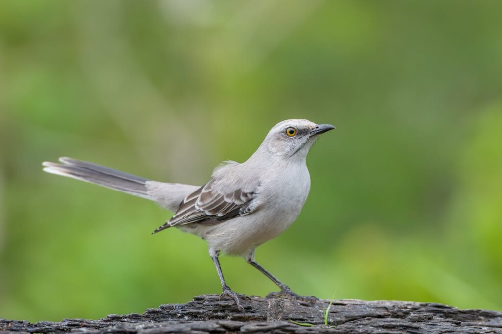 35 Fascinating Facts About Mockingbirds Leaving You in Awe