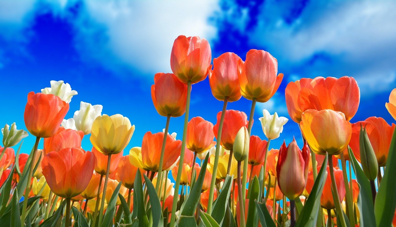 54 Great Facts About Plantae: Change the Way You See Plants