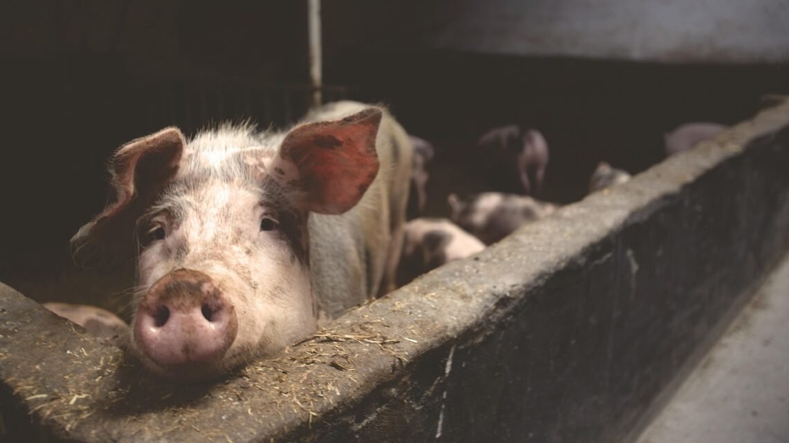 43 Fascinating Facts About Pigs That Will Surprise You