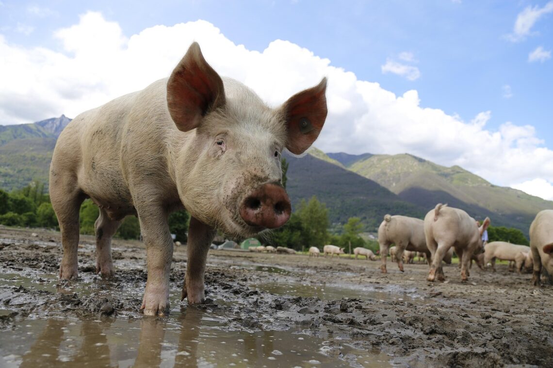 43 Fascinating Facts About Pigs That Will Surprise You