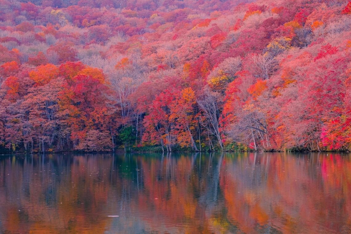 35+ Amazing Facts About Deciduous Forests You Need to Know