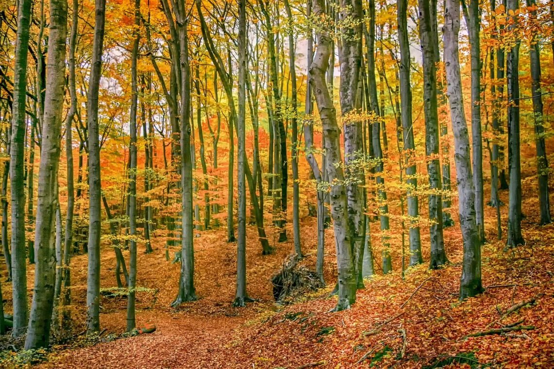 35+ Amazing Facts About Deciduous Forests You Need to Know
