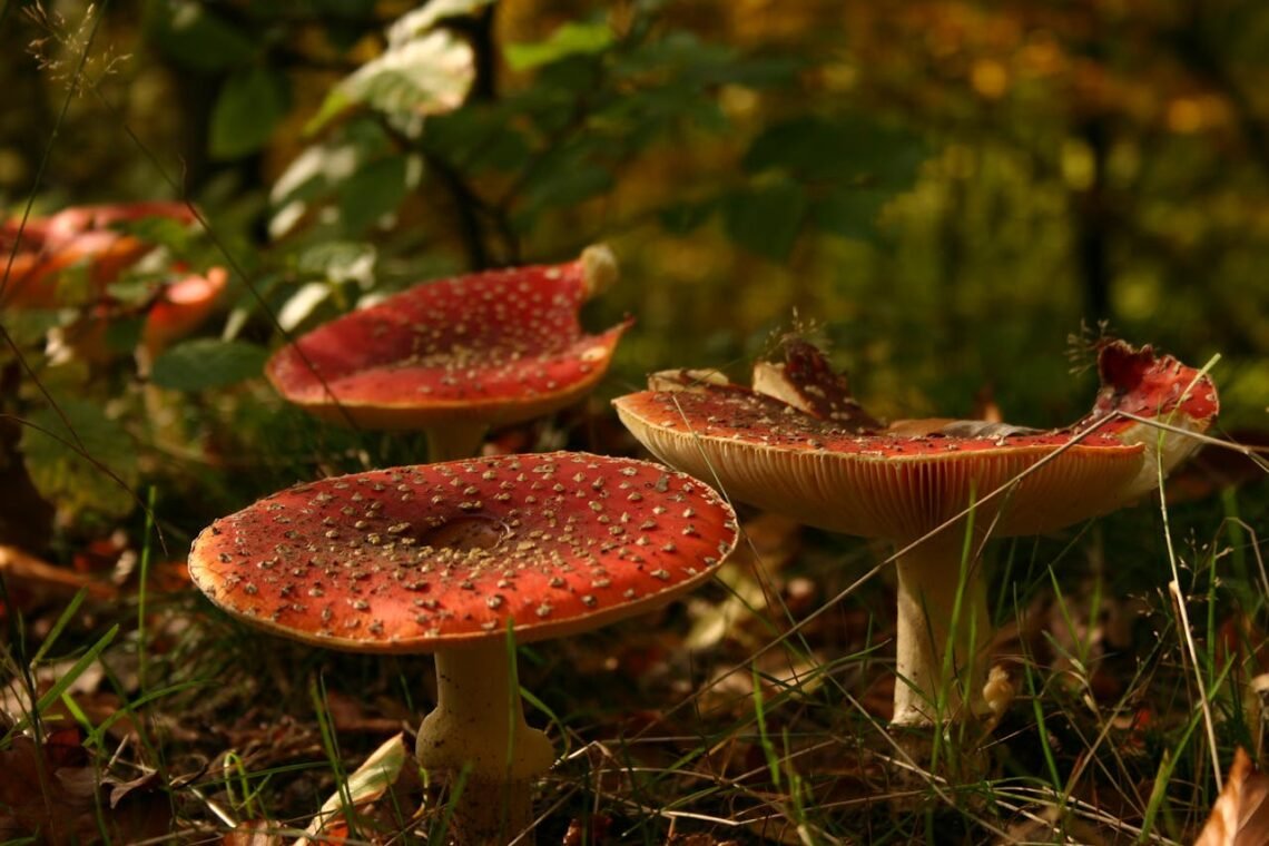 35+ Amazing Facts About Deciduous Forests You Need to Know