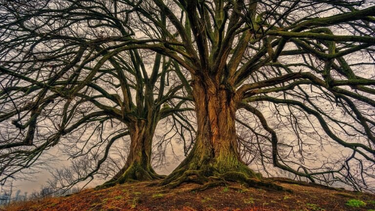35+ Amazing Facts About Deciduous Forests You Need to Know