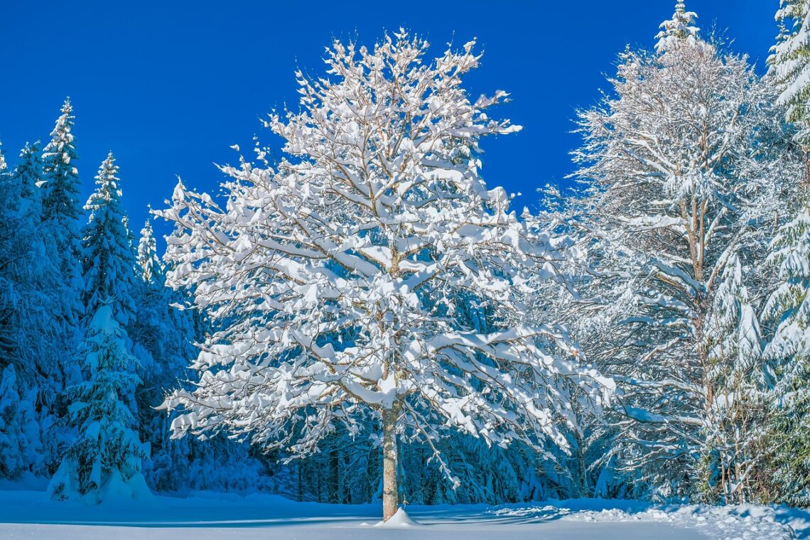 35+ Amazing Facts About Deciduous Forests You Need to Know