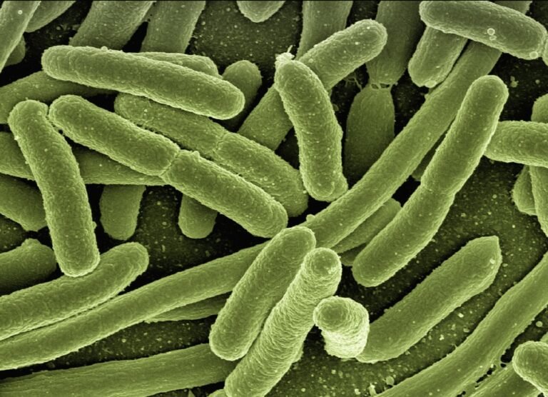86 Curious Facts About Bacteria You Need to Know